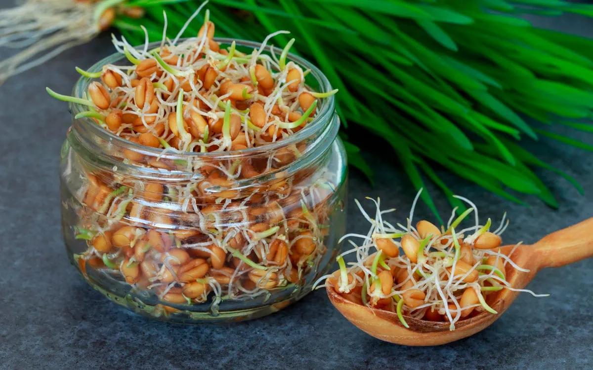Germinador De Vidrio: Cómo Hacerlo Y Qué Semillas Germinar | Cristalizando